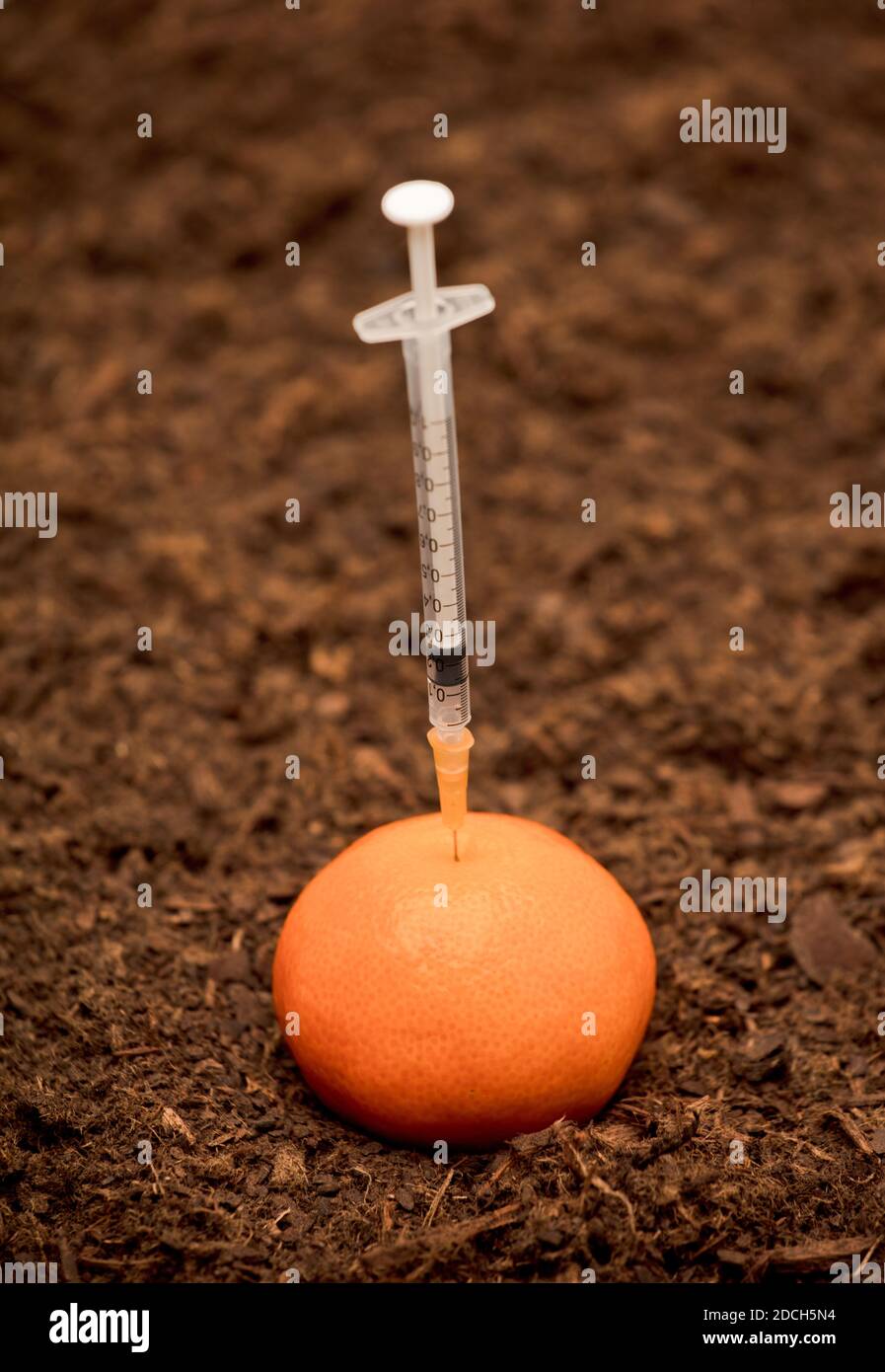 orange with incada syringe, genetic modification experiment Stock Photo ...