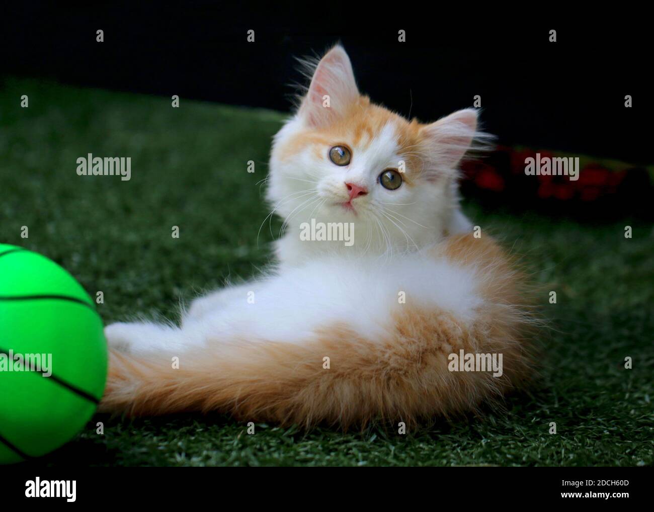 Orange furry balls hi-res stock photography and images - Alamy