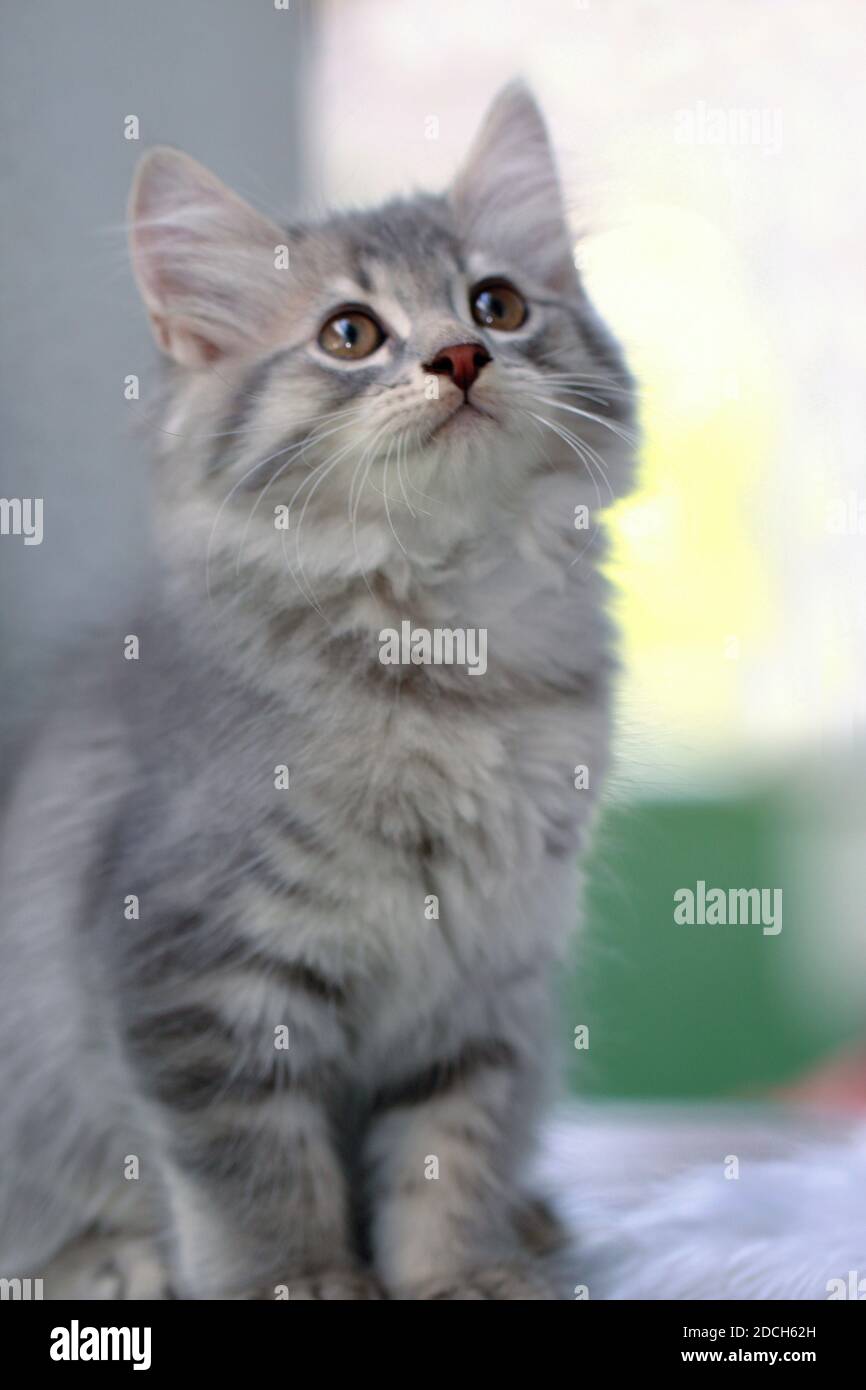 Gray cat breeds hi-res stock photography and images - Alamy