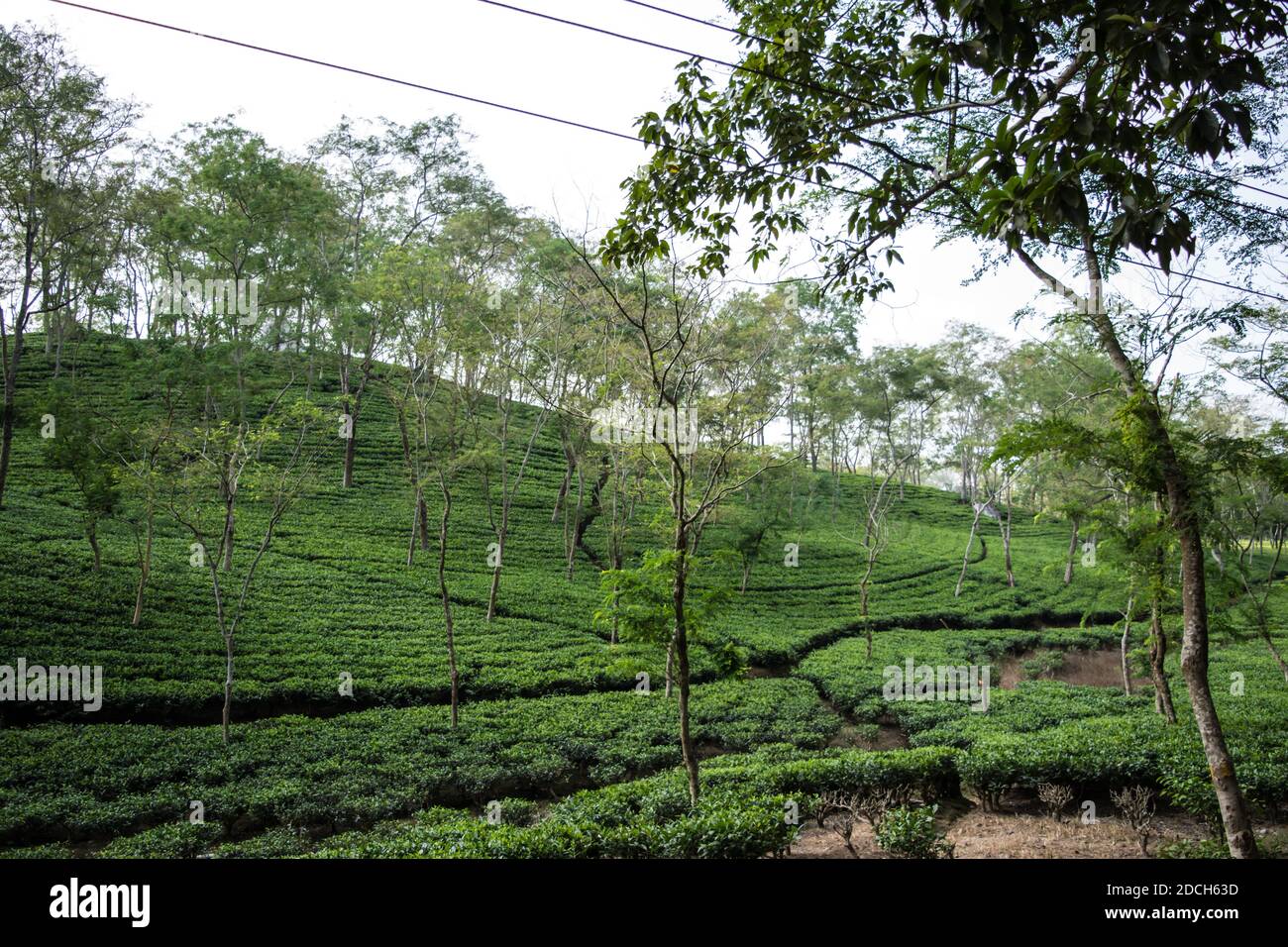 Green tea garden of Assam grown in lowland and Brahmaputra River Valley ...