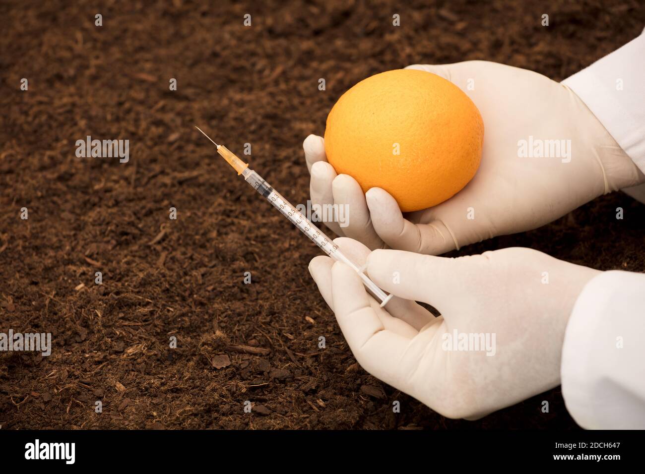 orange in genetic engineering laboratory, GMO food concept Stock Photo ...