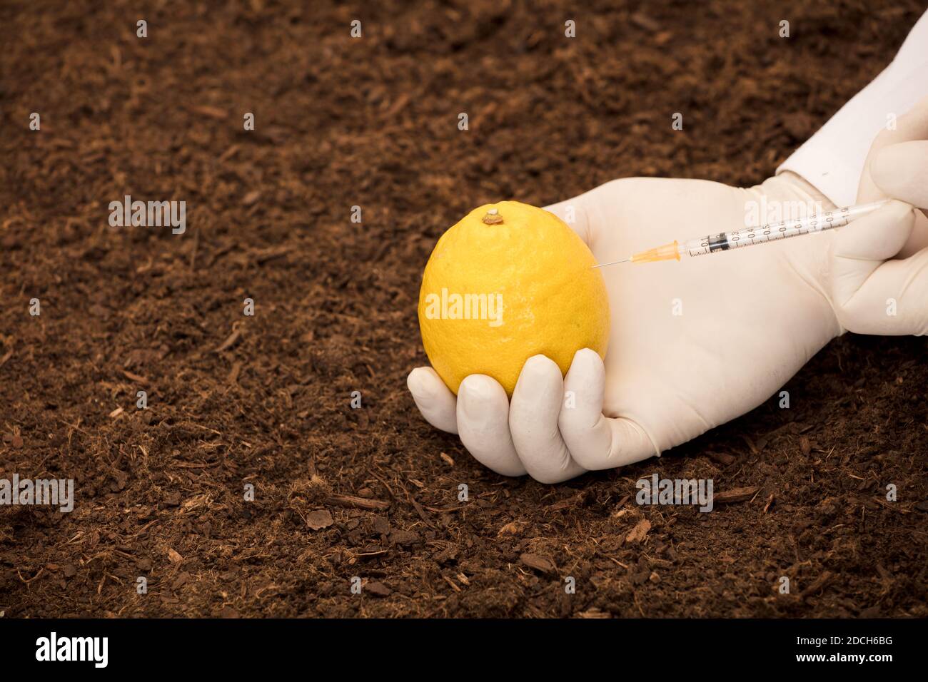 Yellow lemon in genetic engineering laboratory, GMO food concept Stock ...