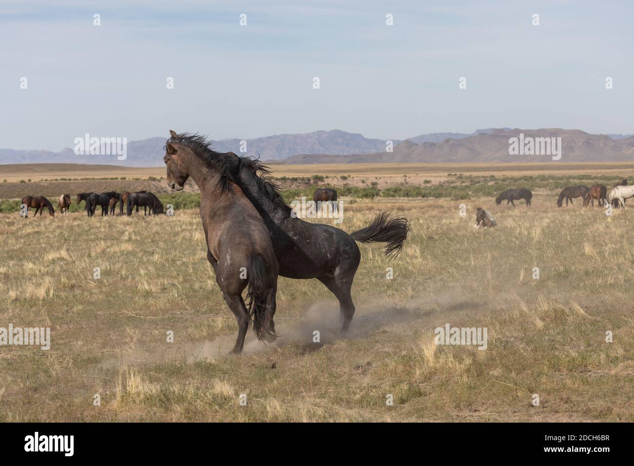 Pair of Wild Horse Stallions Fighting in the Utah Desert Stock Photo ...