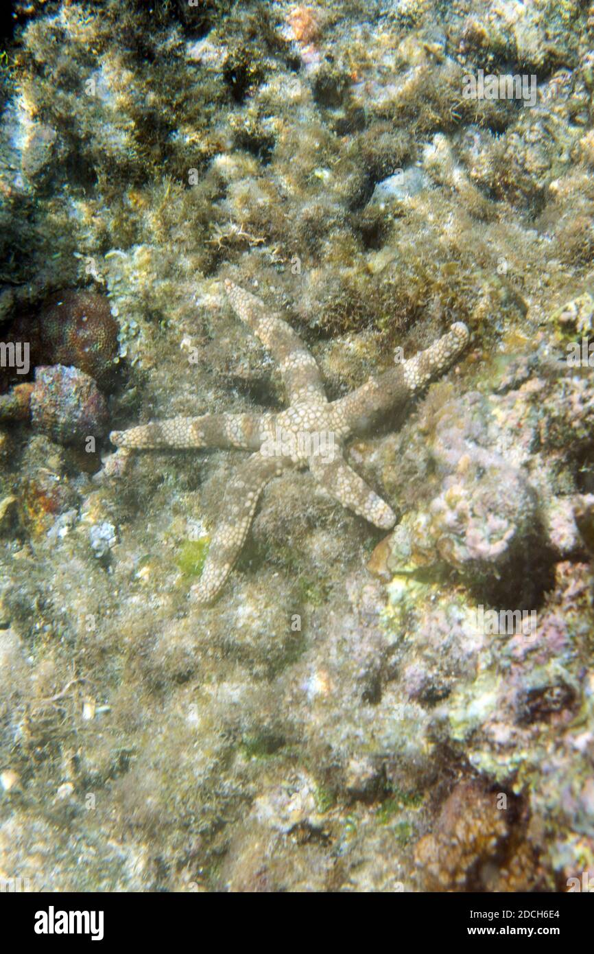 Archaster High Resolution Stock Photography and Images - Alamy