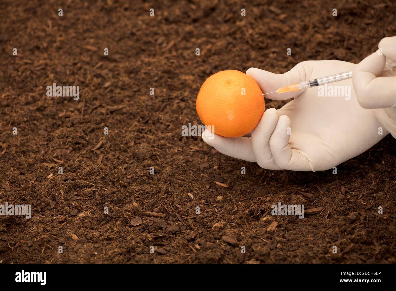 orange in genetic engineering laboratory, GMO food concept Stock Photo ...