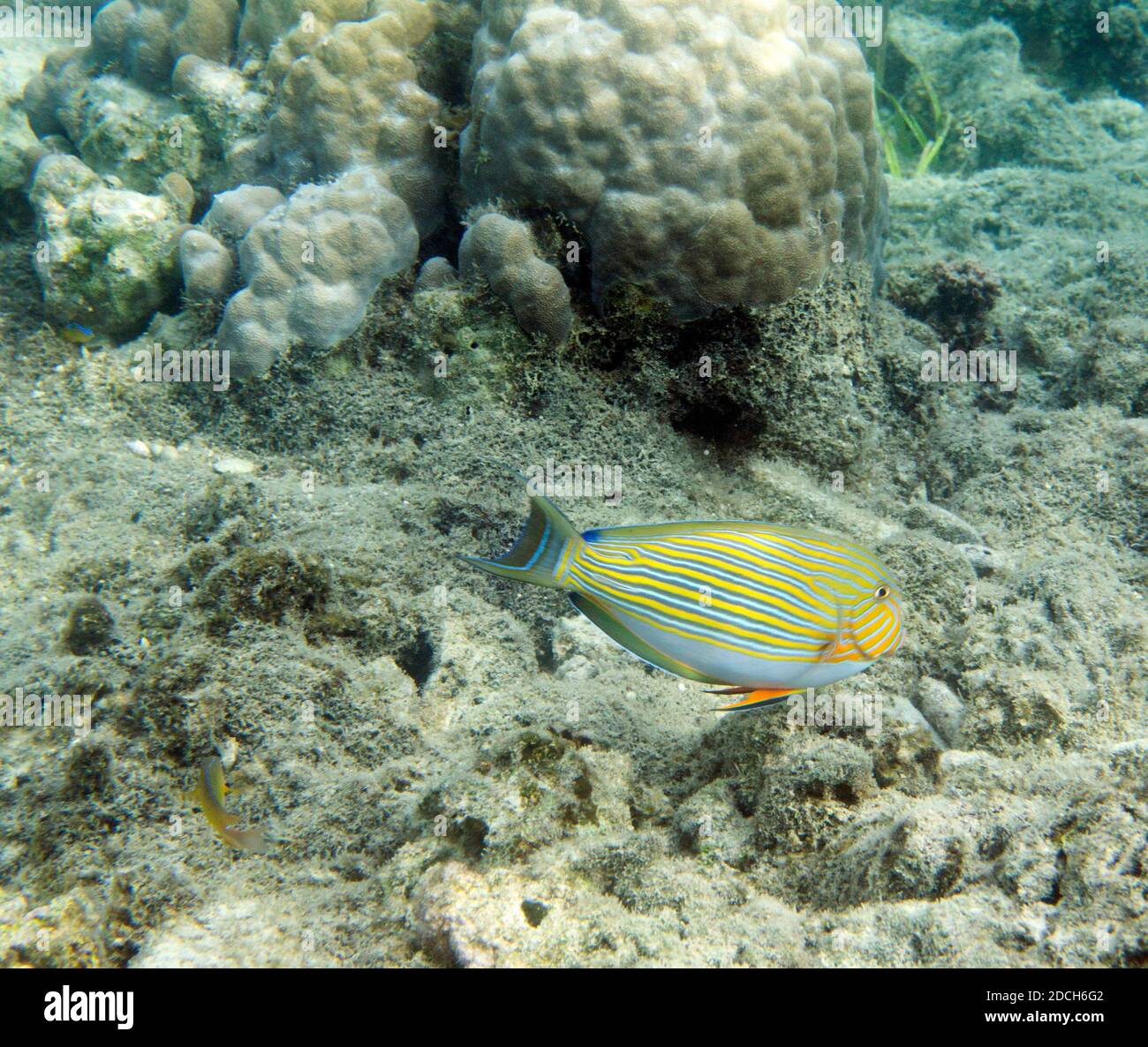 A photo of acanthurus lineatus fish in Togian islands, Indonesia Stock ...