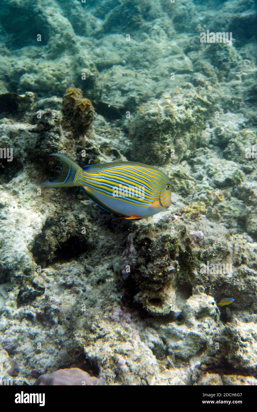 A photo of acanthurus lineatus fish in Togian islands, Indonesia Stock ...