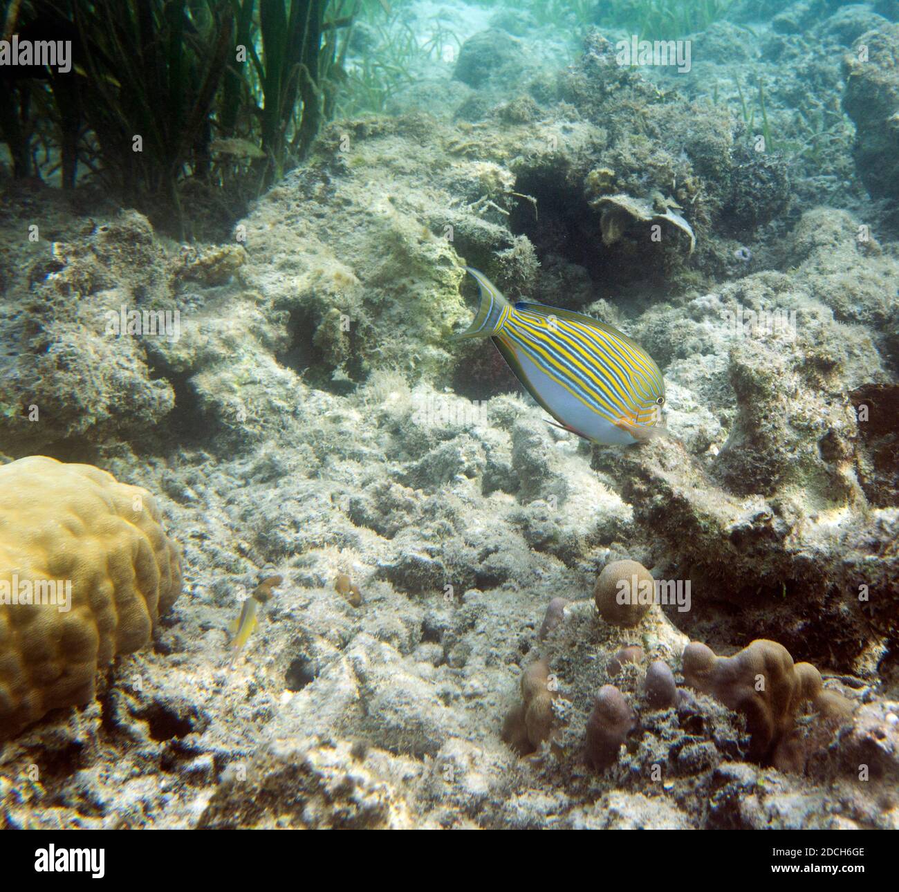A photo of acanthurus lineatus fish in Togian islands, Indonesia Stock ...