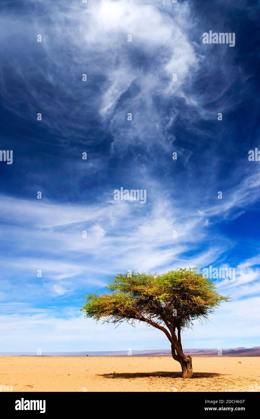 Acacia tree in Sahara Desert, Africa Stock Photo - Alamy