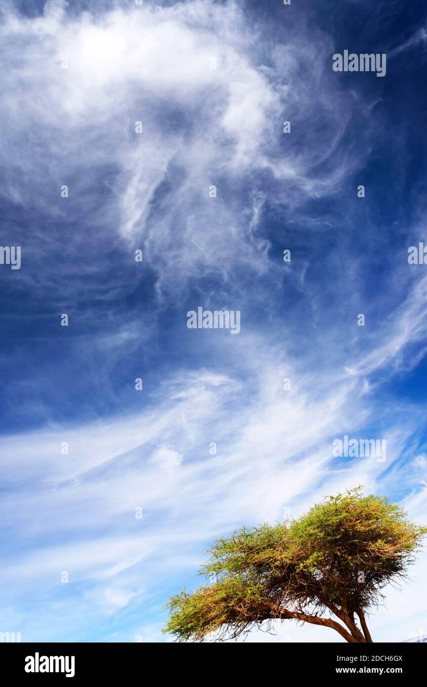 Acacia tree in Sahara Desert, Africa Stock Photo - Alamy