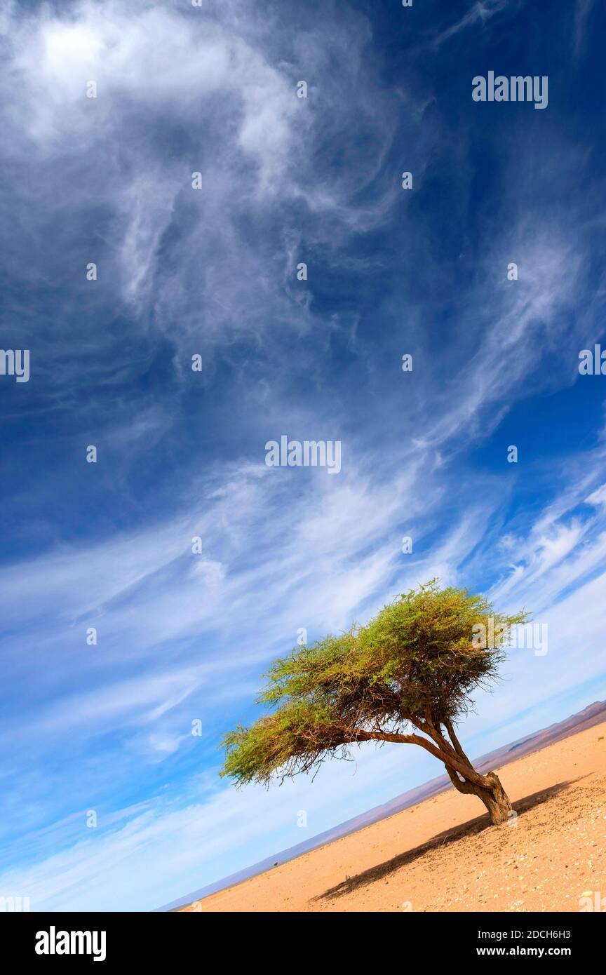 Acacia tree in Sahara Desert, Africa Stock Photo - Alamy