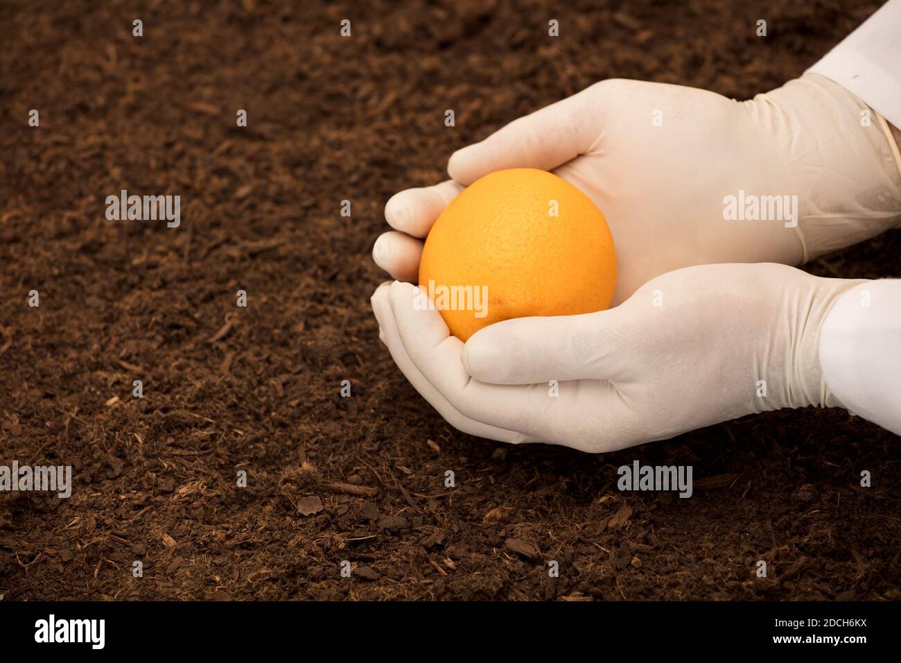 orange held by scientist in hands, genetically modified product Stock ...