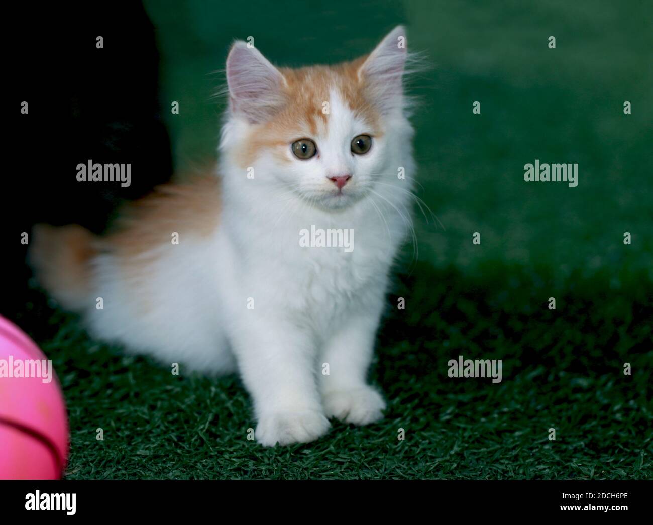 Orange kitten, tabby cat Stock Photo - Alamy