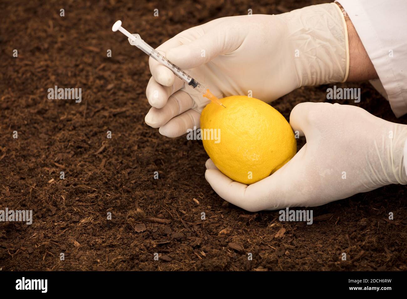 Yellow lemon in genetic engineering laboratory, GMO food concept Stock ...