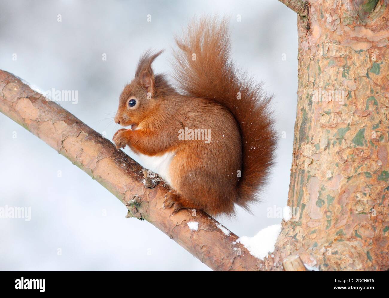 Red squirrel Sciurus vulgaris, in pine tree, Aberdeenshire Stock Photo ...