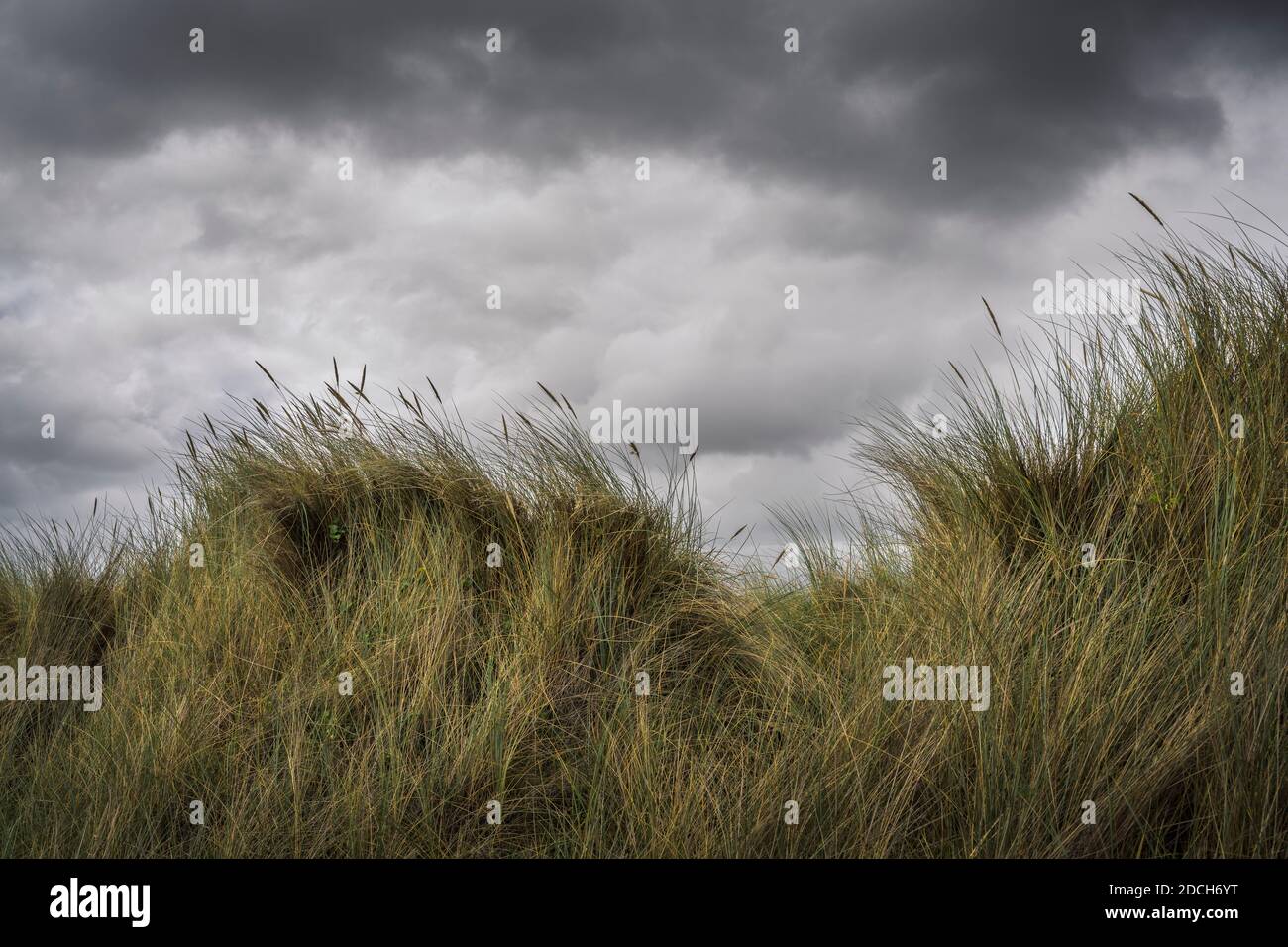 Marram grass landscape detail hi-res stock photography and images - Alamy