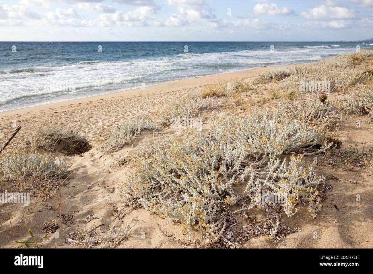 The sand dune typical flora in fron of the sea, Sardinia Stock Photo ...