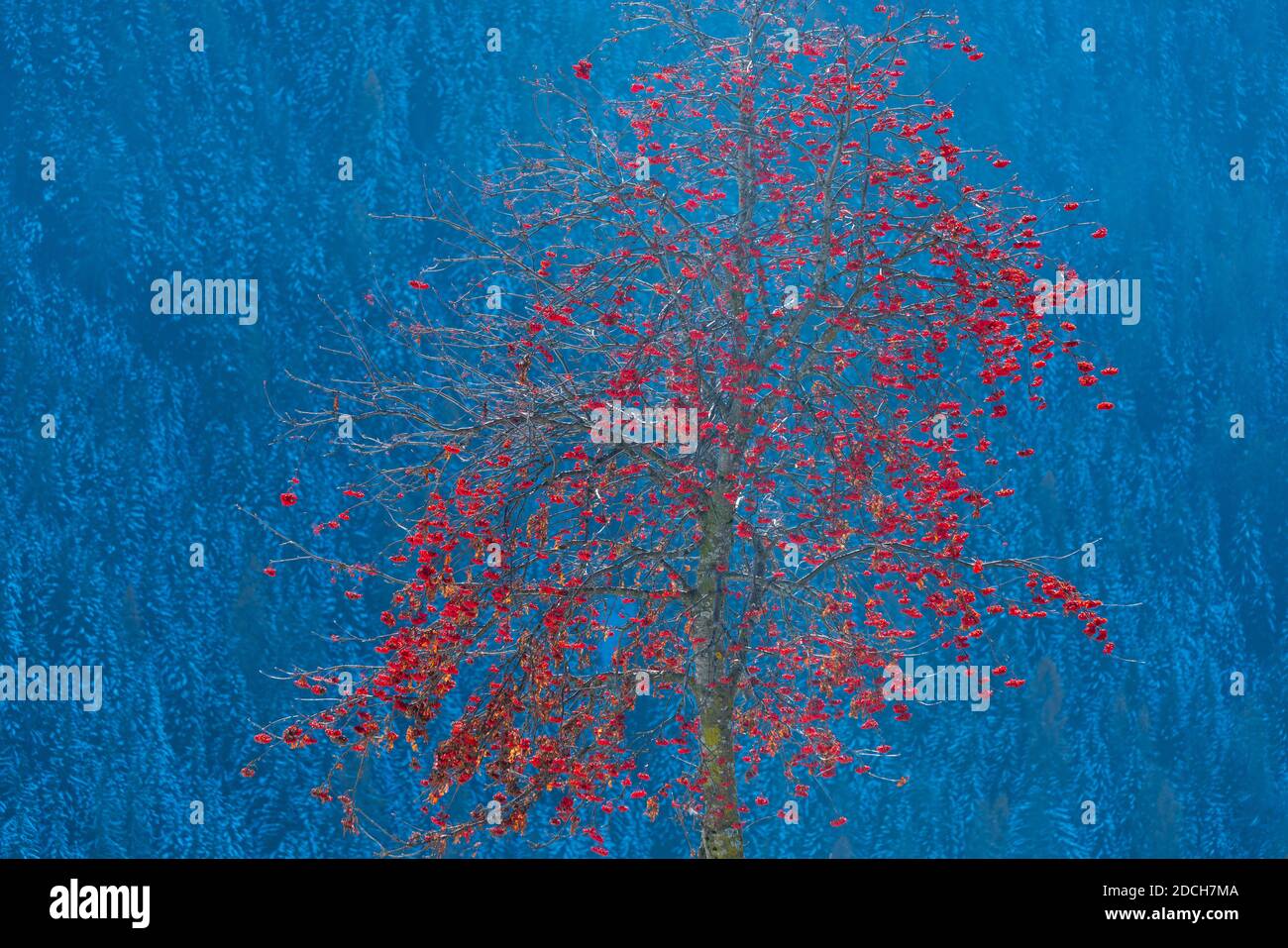 Serbal de cazadores hi-res stock photography and images - Alamy