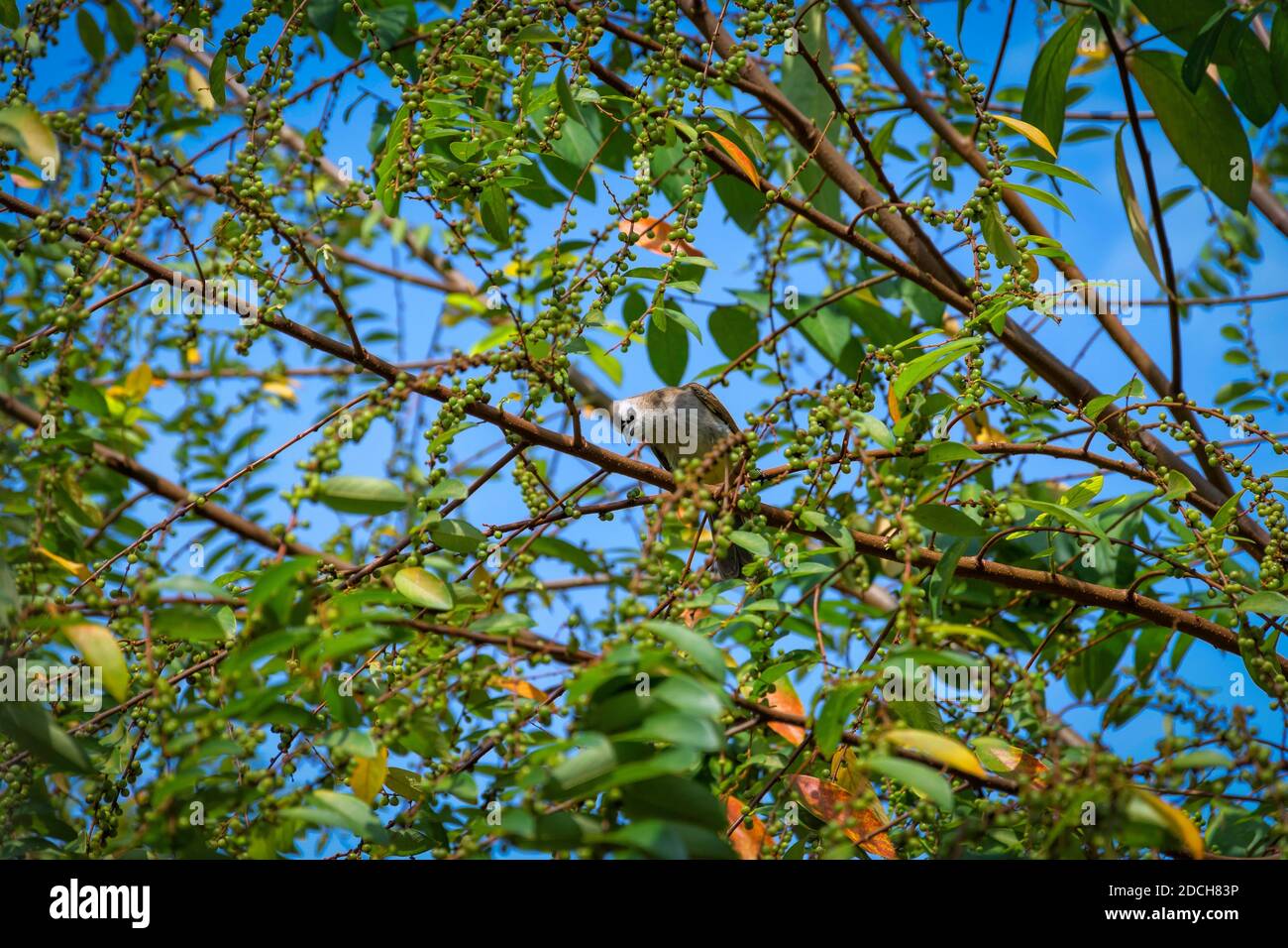 Wild birds of malaysia hi-res stock photography and images - Alamy
