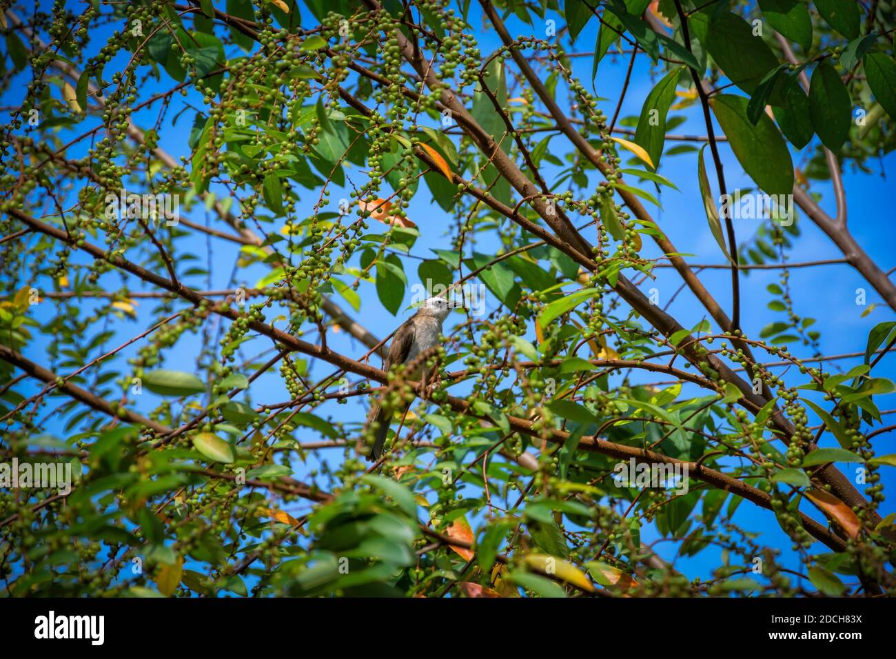 Local wildlife of birds feeding on a wild tree bearing nuts to feed on ...