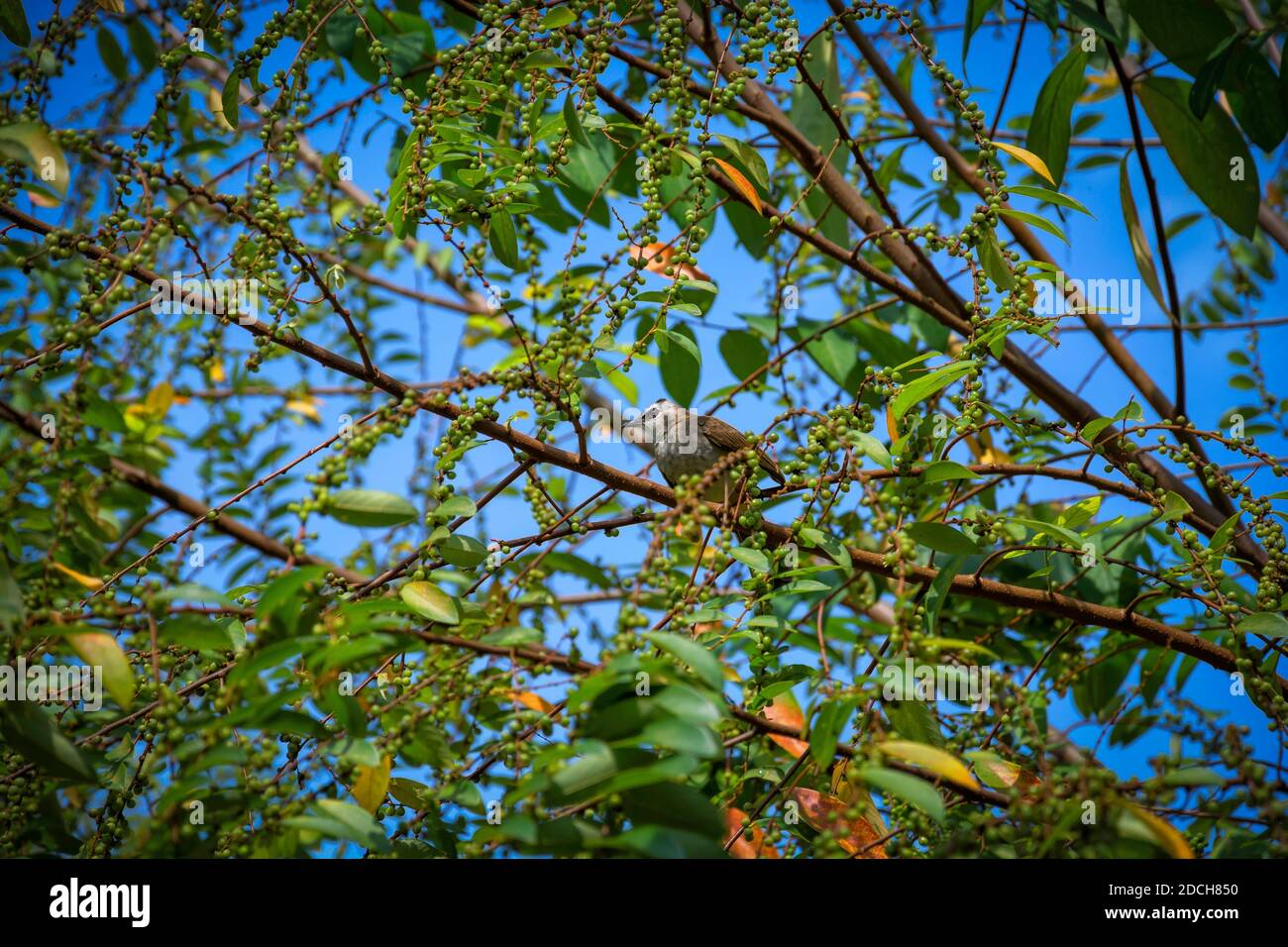 Nut bearing trees hi-res stock photography and images - Alamy