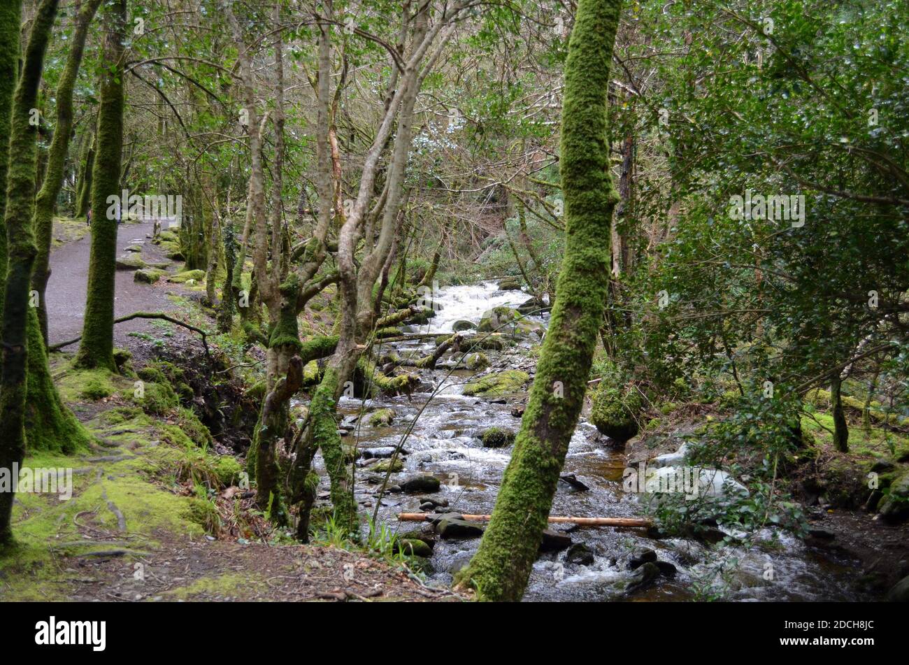 Green moss coating stones and trees in green Killarney National Forest ...