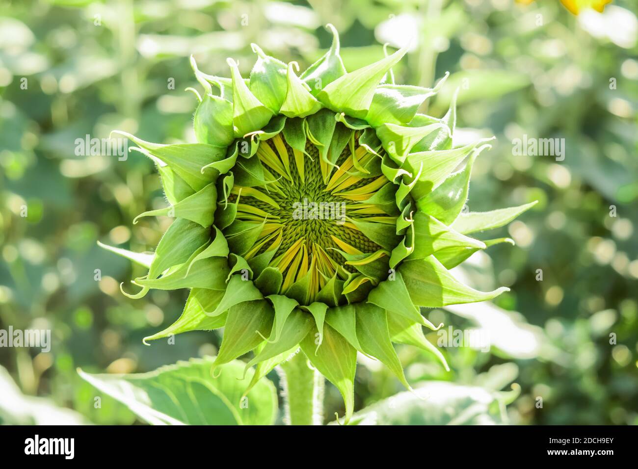 Green sunflower hi-res stock photography and images - Alamy
