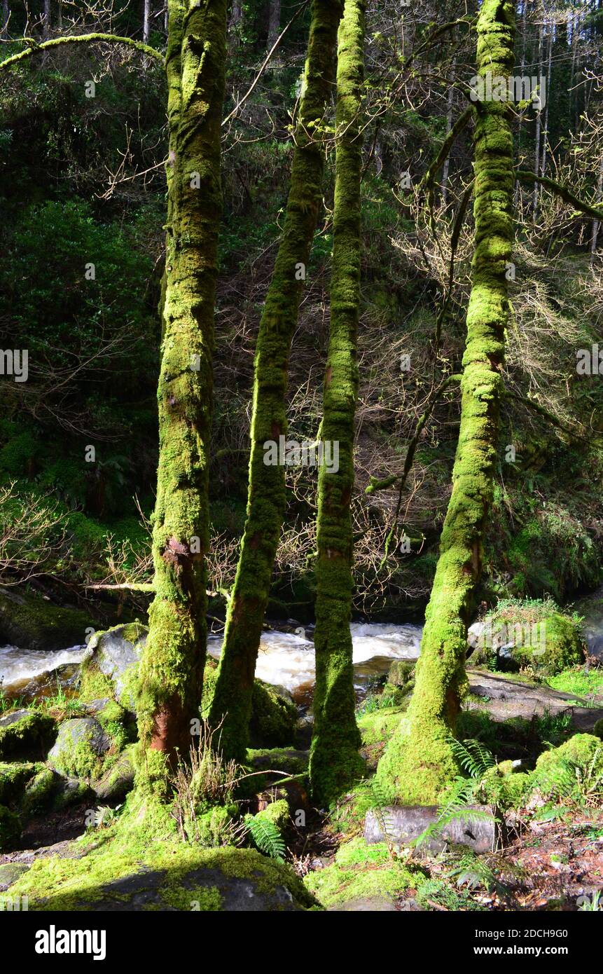 Thick moss growing on the trees in Killarney National Forest in Ireland ...