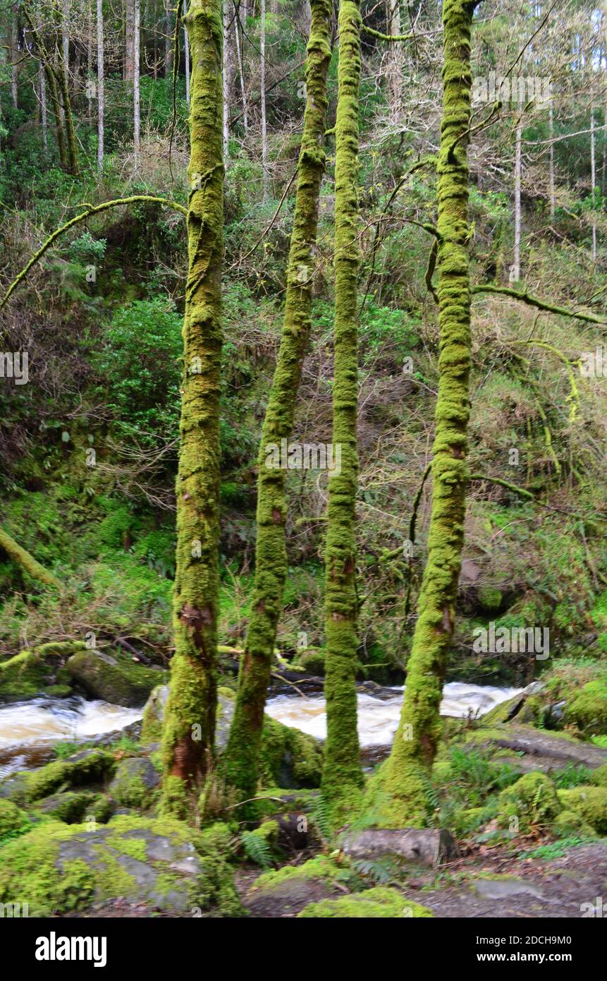 Lots of moss growing on the trees of Killarney National Forest in ...