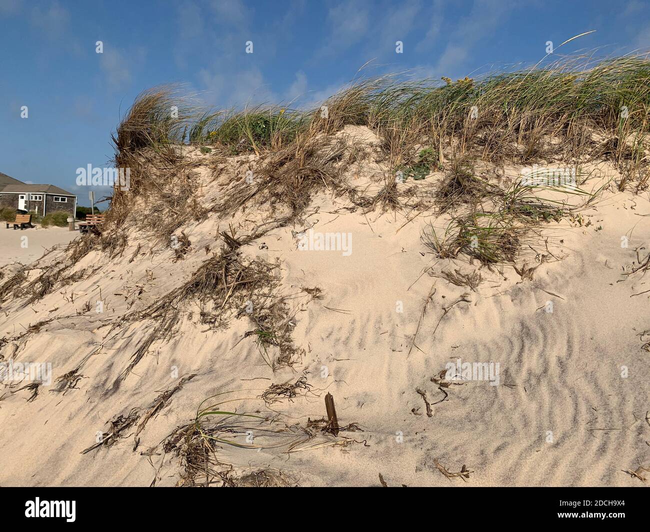 Beach Grass growing on a Beach Sand Dune Stock Photo - Alamy