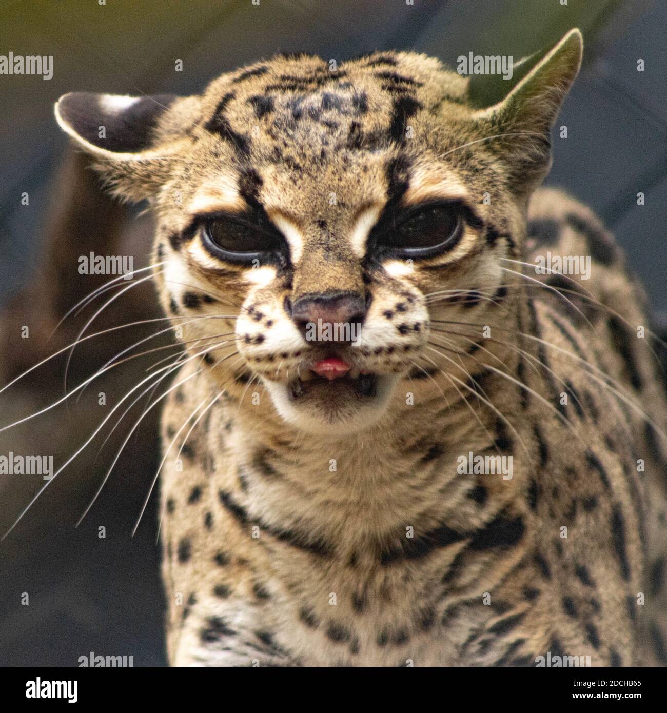 A portrait of an adorable Ocelot at daylight with a blurry background ...
