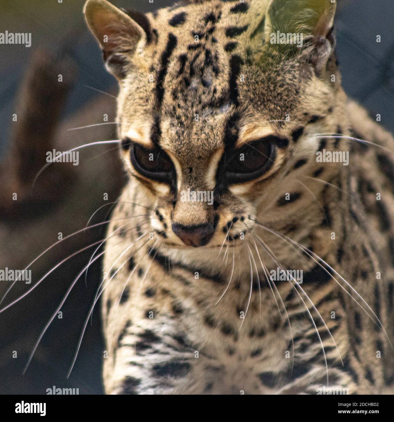 Ocelot baby hi-res stock photography and images - Alamy