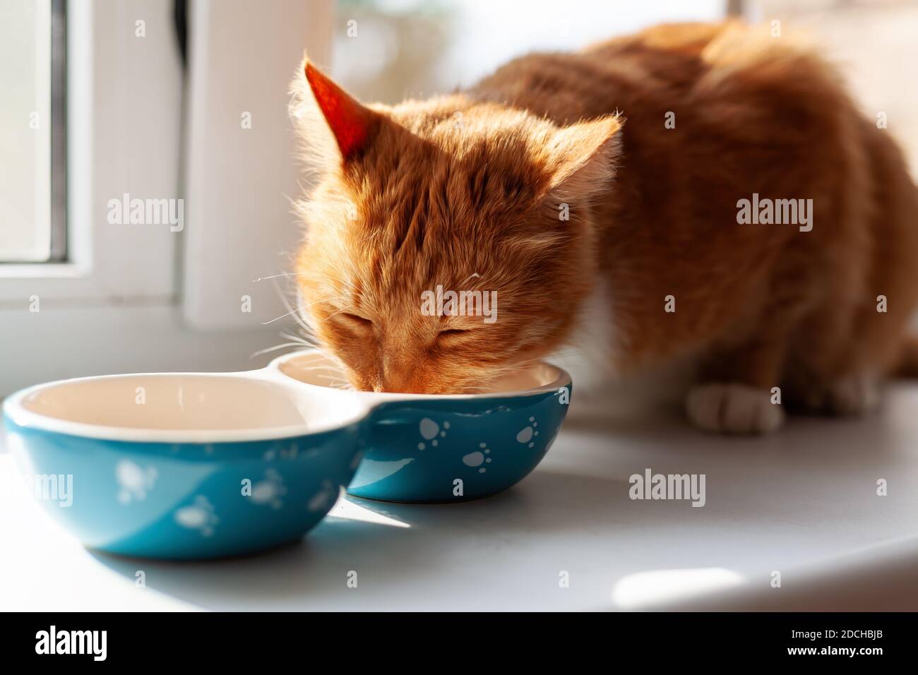 Red domestic cat eating feeding from bowl sitting on windowsill in ...