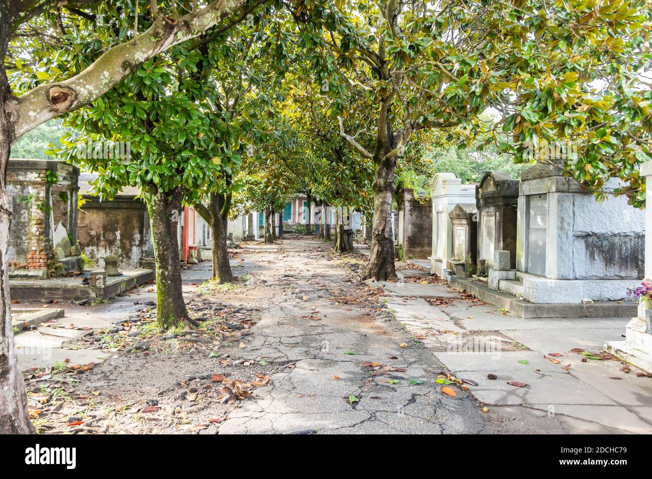 A serene, sunlit pathway through an old cemetery lined with weathered ...