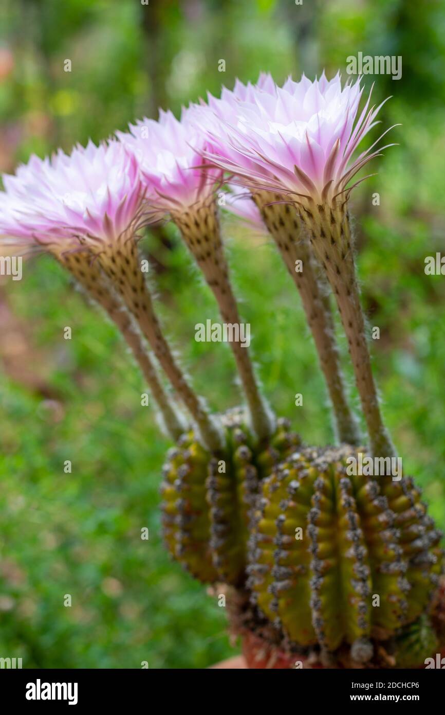 Easter Lily Cactus with flowers in full bloom (Echinopsis oxygona Stock ...