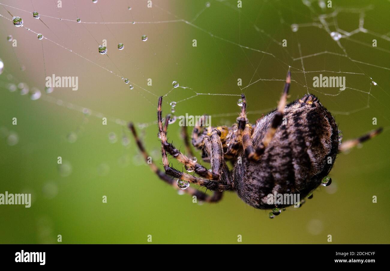 Spider in Web Stock Photo - Alamy