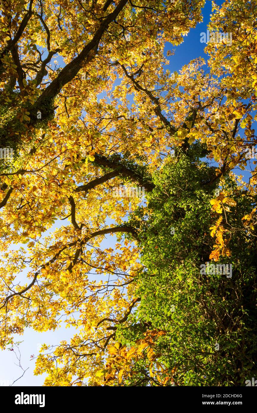 Quercus oak tree fall color hi-res stock photography and images - Alamy