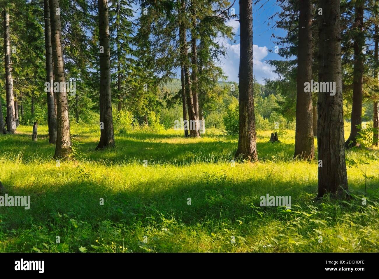 Forest closeup, beautiful summer landscape, sunlight shines through ...