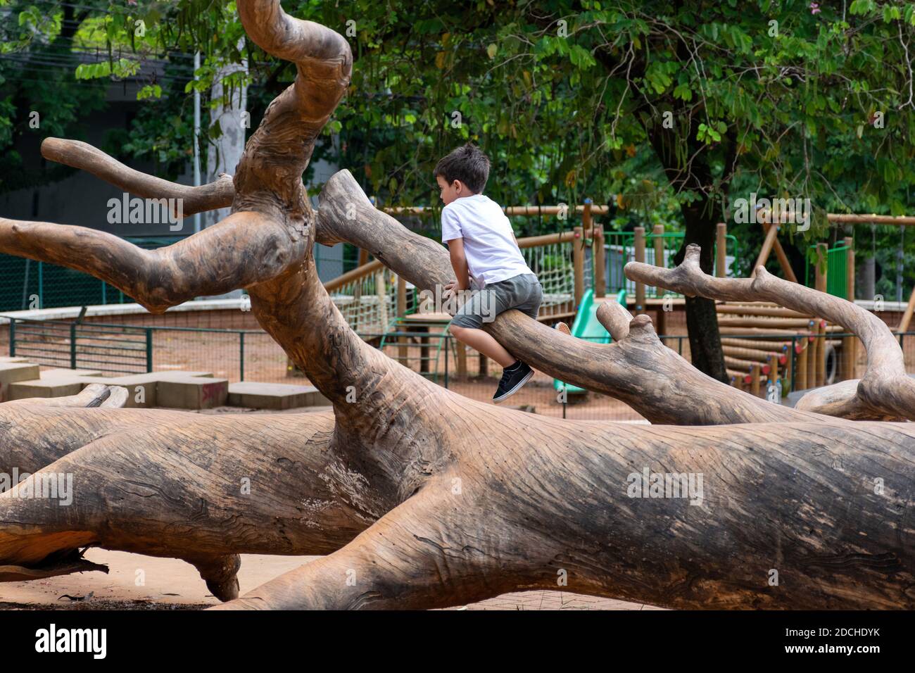 Square trunk tree hi-res stock photography and images - Alamy