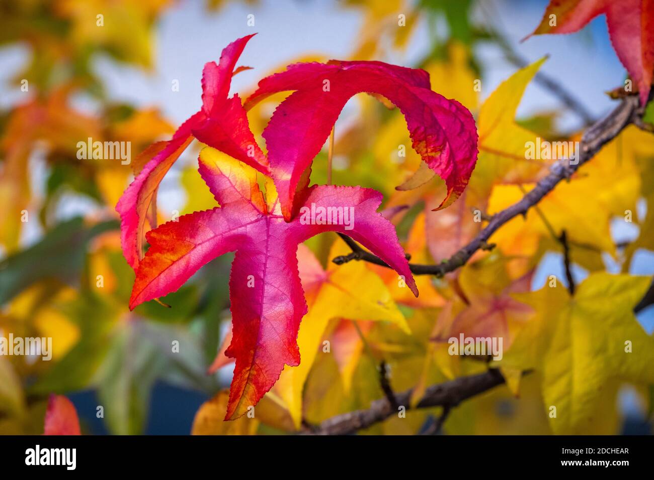 Mountain landscape with trees and bushes in autumn colours hi-res stock ...