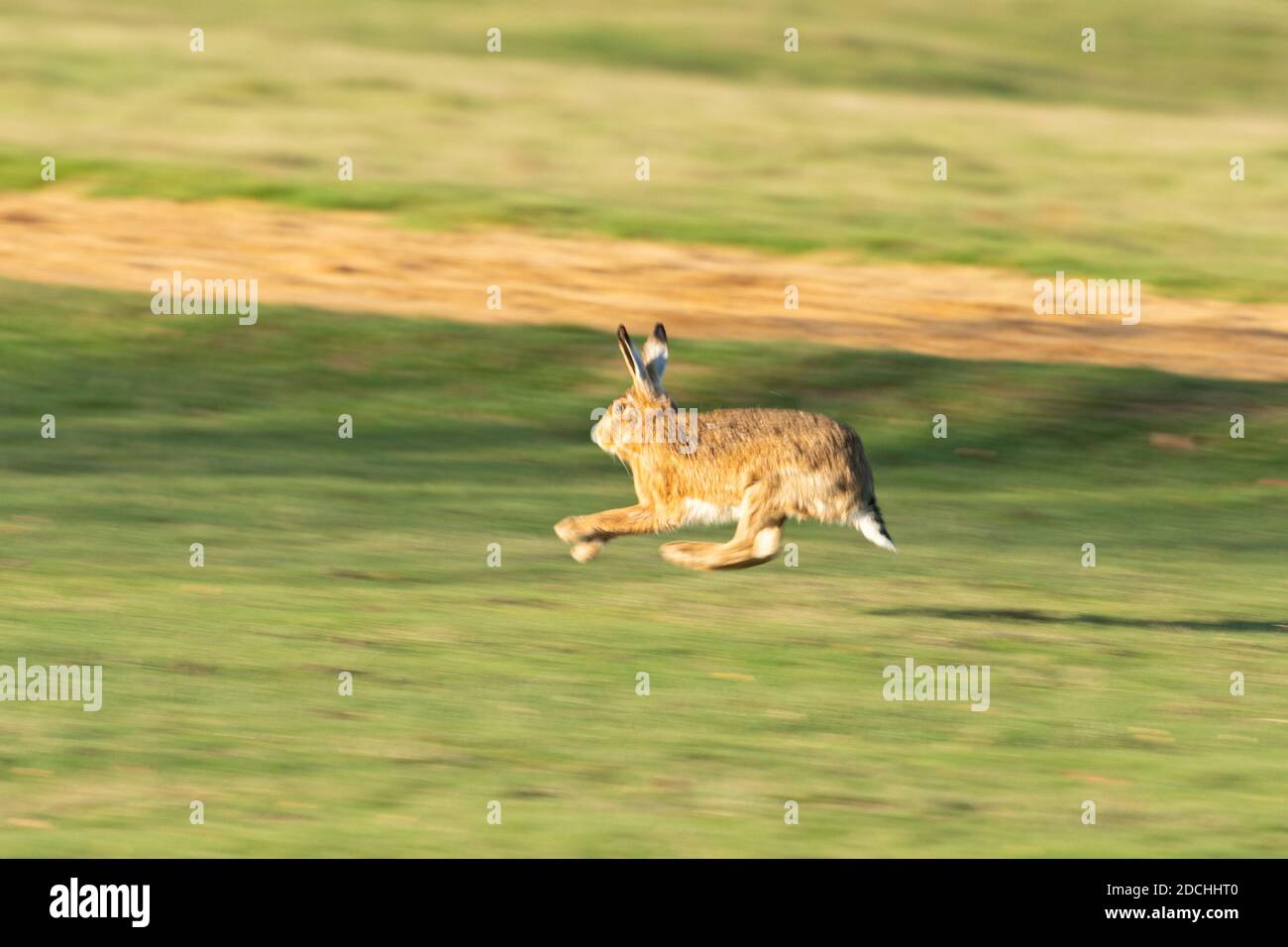Hare running fast hi-res stock photography and images - Alamy