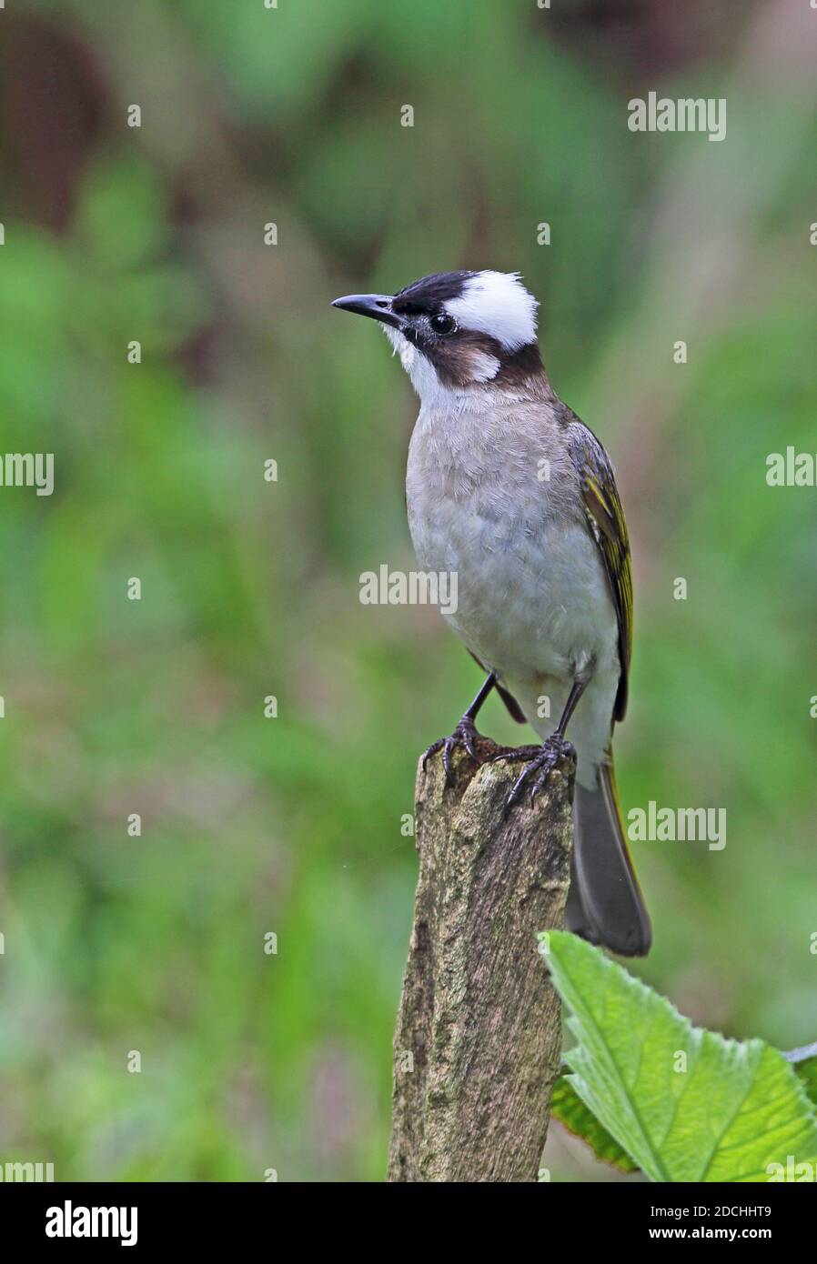 Chinese Bulbul (Pycnonotus sinensis formosae) adult perched on post ...