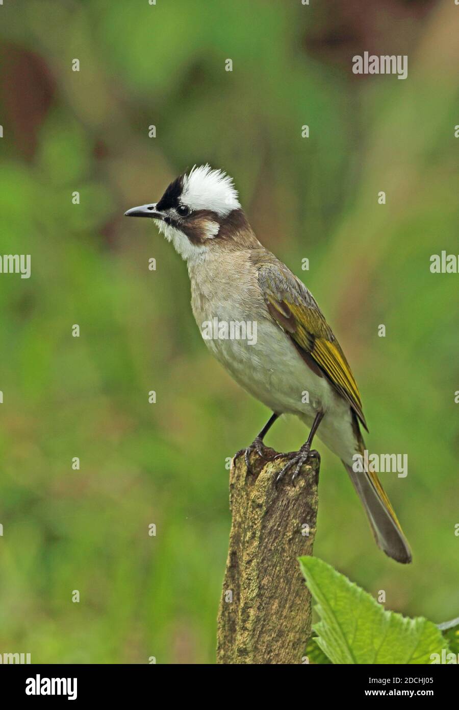 Chinese Bulbul Pycnonotus Sinensis Adult High Resolution Stock ...