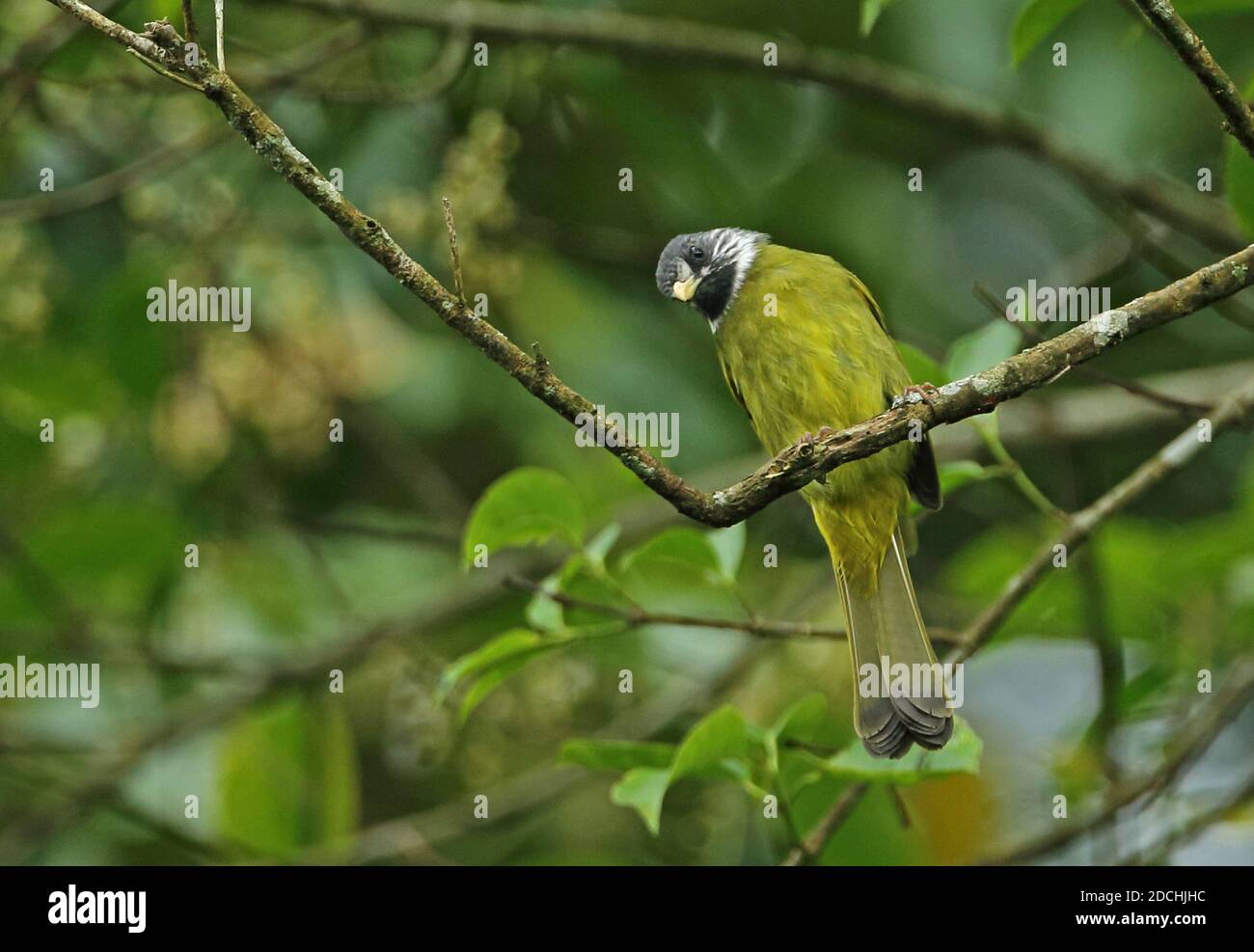 Collared Finchbill (Spizixos semitorques cinereicapillus) adult perched ...