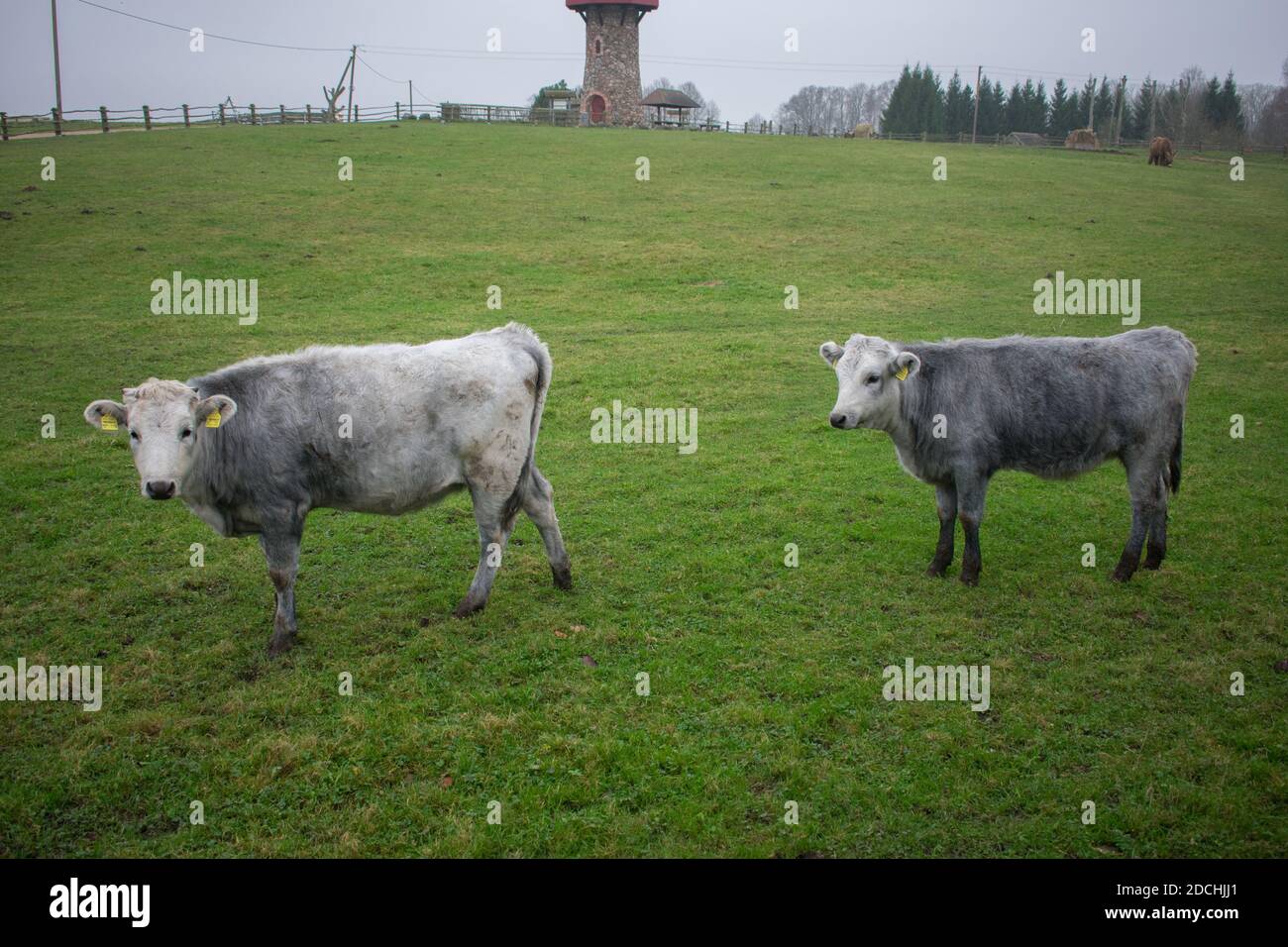 Two Latvian blue cows standing in green grass field. Farm background ...