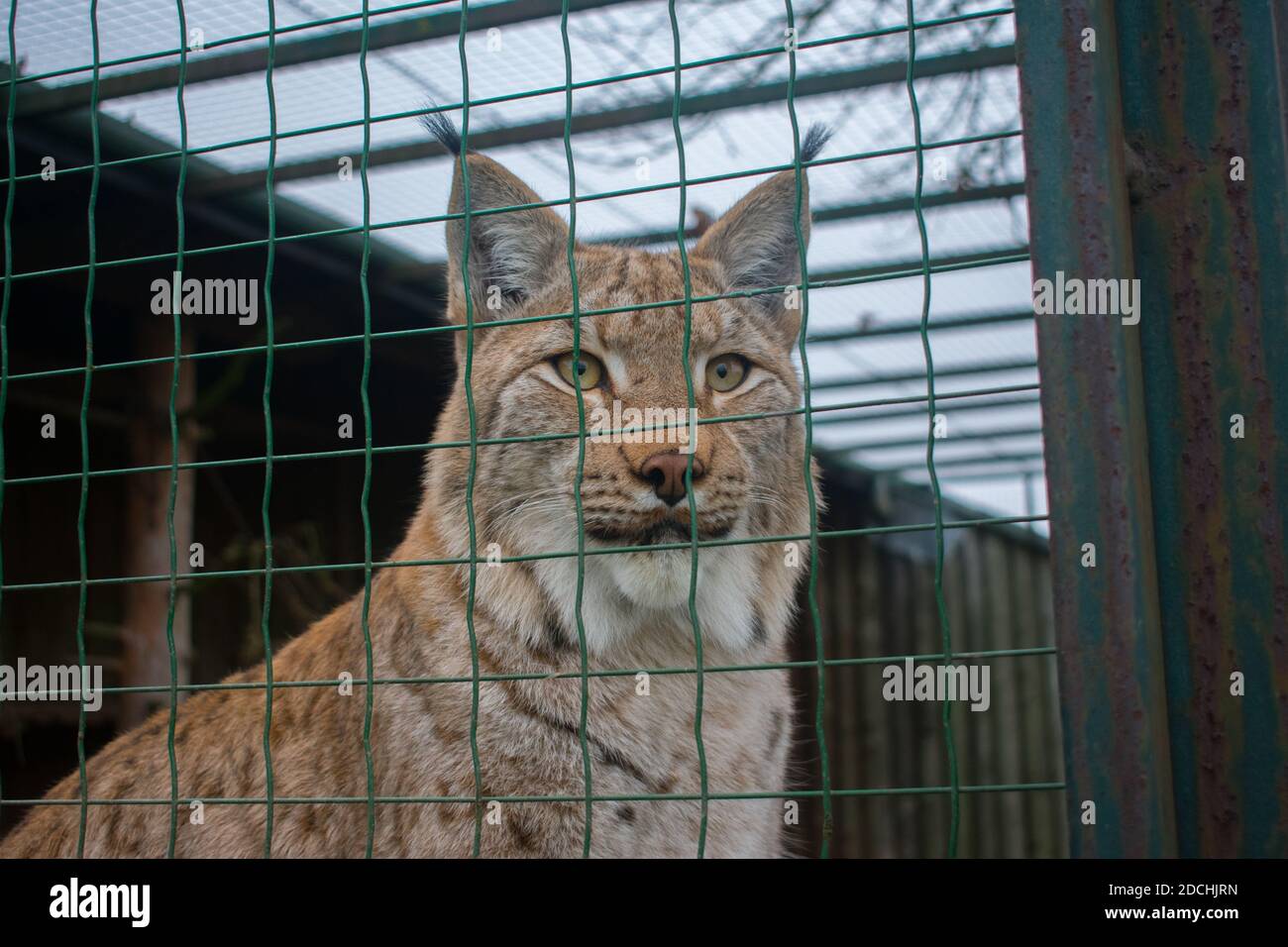 Sad lynx hi-res stock photography and images - Alamy