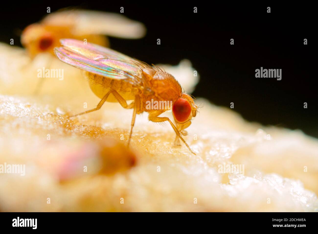 Super Macro Shot Tiny Fruit Flies On The Top Of A Banana Stock Photo