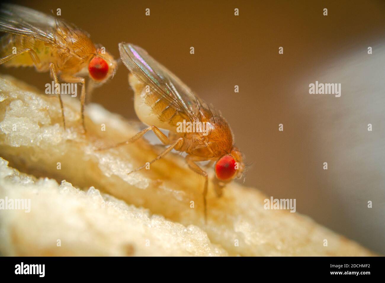 Fruit fly on banana macro hi-res stock photography and images - Alamy