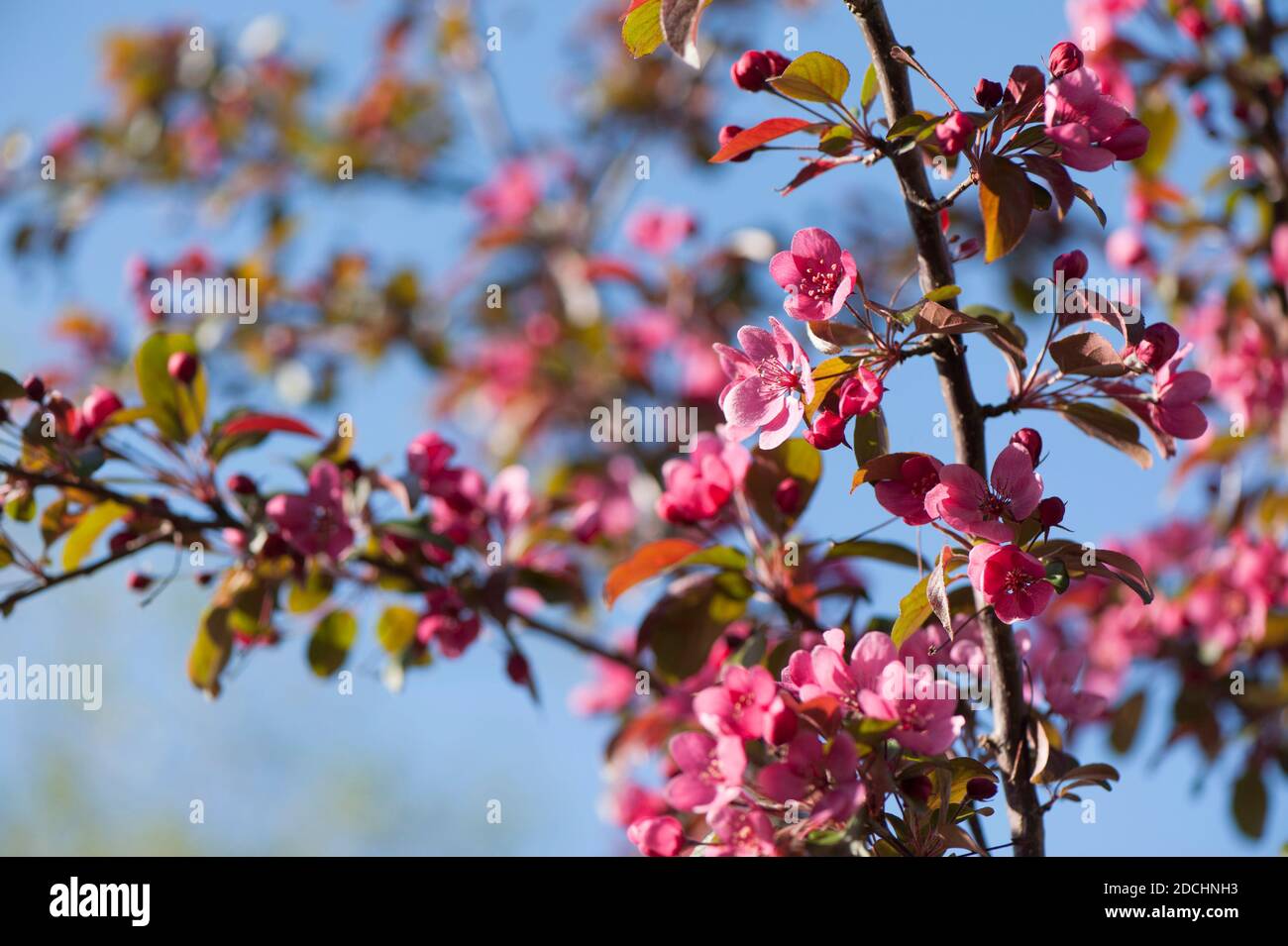 Malus toringo 'Scarlett' (RHS AGM), Flowering Crab Apple in Spring ...