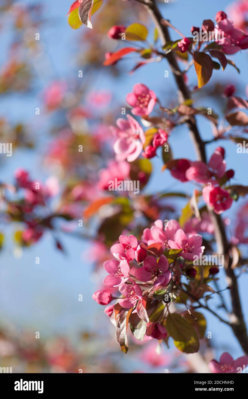 Malus toringo 'Scarlett' (RHS AGM), Flowering Crab Apple in Spring ...